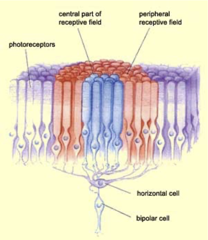 How we see with geometry | Elliot Kienzle